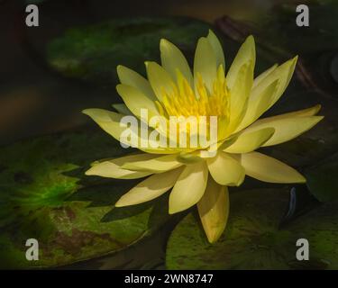Closeup to Bright Water Lily/ Nymphaea Lotus/ Nymphaeaceae Stock Photo ...