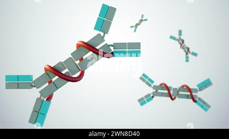 3d rendering of immunoglobulin A or IgA with secretory element as known ...