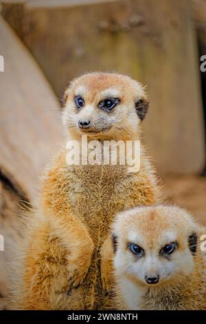 Taipei Zoo,zoo,animal,animals,Taipei,Taipei City,Taiwan,city,island ...