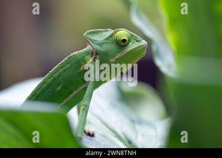 Baby veiled chameleon on a leaf Stock Photo - Alamy
