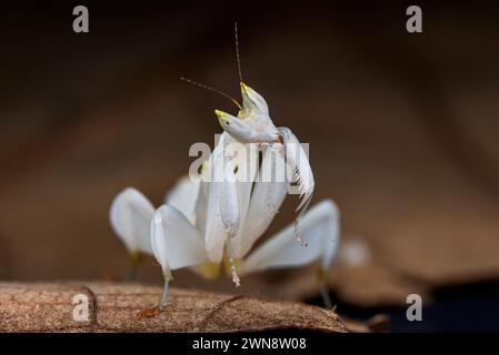 Flower mantis in dark background Stock Photo - Alamy