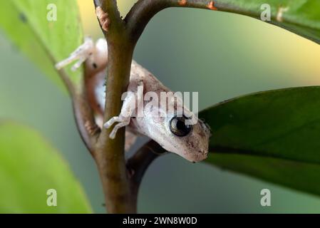 Rainforest reed frog percherd around a tick bush Stock Photo - Alamy