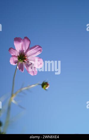 Single Solitary Bright Pink Cosmos 'Bipinnatus' Flower grown in a ...