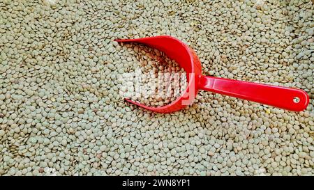 Loose lentil bean seeds with a red plastic scoop in a supermarket self ...