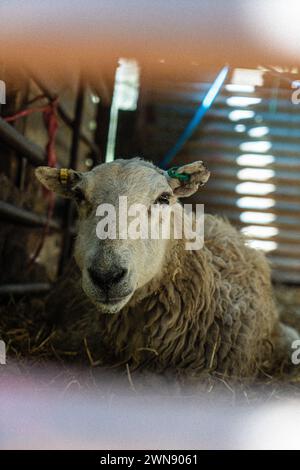 Single Welsh Ewe Sheep in Shed with natural light. Images taken in ...
