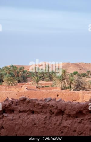 Timimoun Palmeai palms trees in the Algerian Desert Sahara Algeria ...