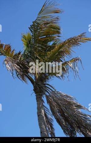 A rare coconut tree spotted in Qatar on February 29, 2024 Friday at ...