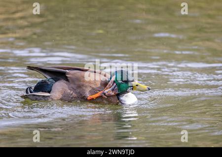 Male mallard duck scratching head Stock Photo - Alamy