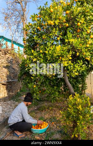Malta or Blood Orange Citrus fruit tree in Upper Himalayas, Pauri ...