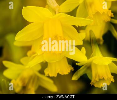 double exposure, abstract dreamy and blurred image of spring pink ...