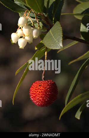 Strawberry Tree Fruit (Arbutos unedo) on tree, Andalusia, Spain Stock ...