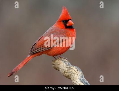 Northern Cardinal on a curved perch Stock Photo - Alamy
