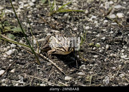 The northern leopard frog (Lithobates pipiensis) native North American ...