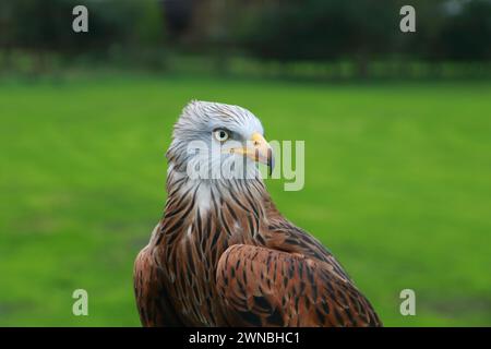 Willow – the Red Kite at SMJ Falconry. The red kite is a medium-large ...
