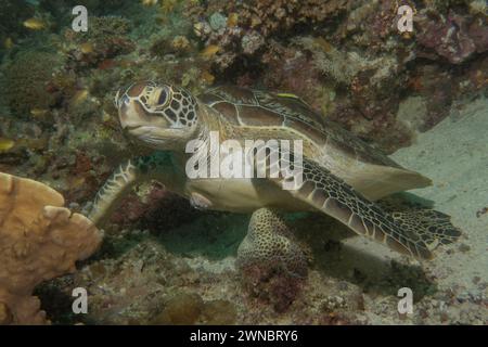 Hawksbill sea turtle in the Sea of the Philippines Stock Photo - Alamy