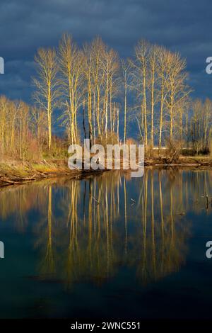 Wildlife pond, St Louis Ponds Wildlife Area, Oregon Stock Photo - Alamy