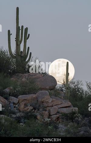 Full moon rising over Saguaro cacti (Carnegiea gigantea Stock Photo - Alamy