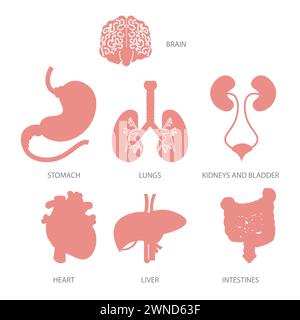 Vector set of human internal organs illustrations. Heart, lungs ...