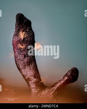 Anamorph (asexual, reproductive stage) from the basidiomycot fungus ...