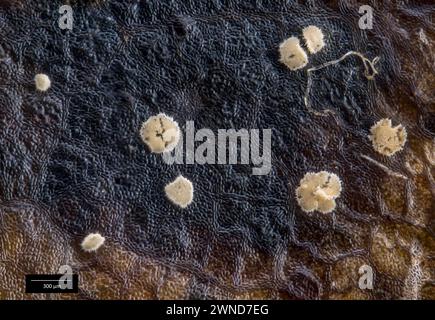 Tiny saprobic fungi (family Hyaloscyphaceae) growing on decaying leaf ...
