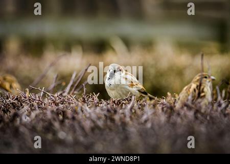 A small bird perched on the grass in a park in a blurred background ...