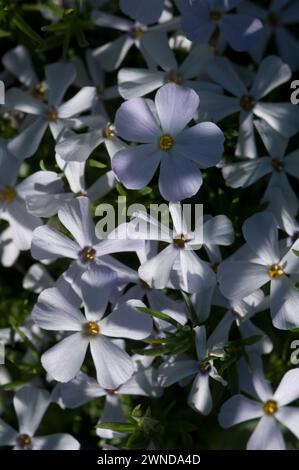 Spreading Philox Phlox diffusa wildflowers in full bloom on Mt Defiance ...