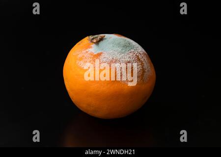Rotten and moldy tangerine on black background Stock Photo - Alamy