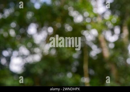 Blur object for background with nature theme Stock Photo - Alamy