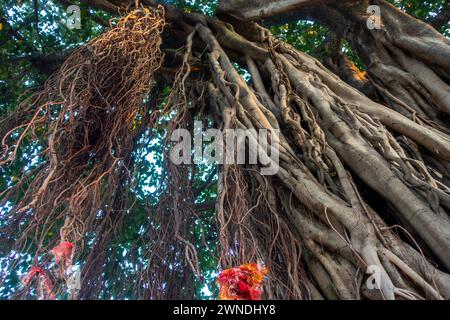 Sacred Peepal Tree: Worship Site for Hindus in Uttarakhand, India ...
