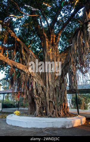 Sacred Peepal Tree: Worship Site for Hindus in Uttarakhand, India ...