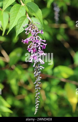 Purple butterfly bush, thought to be Buddleja curviflora, flower ...