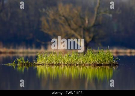 Floating vegetation on the Peene, floating island, Flusslandschaft ...
