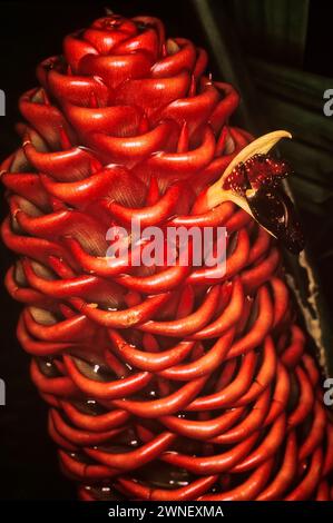 Tropical yellow and red Zingiber spectabile or Beehive Ginger at Cairns ...