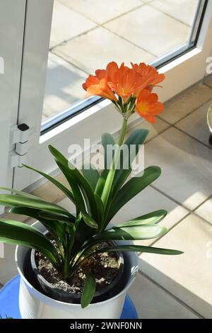 orange lily starting to bloom Stock Photo - Alamy