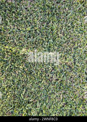 green short grass texture background Stock Photo - Alamy
