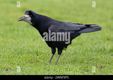 Rook (Corvus frugilegus) cawing Norfolk February 2024 Stock Photo - Alamy