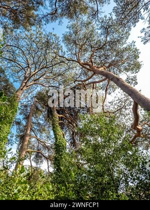 Scots Pine trees in County Donegal - Ireland Stock Photo - Alamy