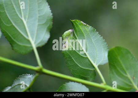A deformed leaf of the jackalberry is the place where the jumping ...