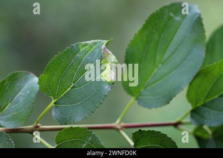 A deformed leaf of the jackalberry is the place where the jumping ...