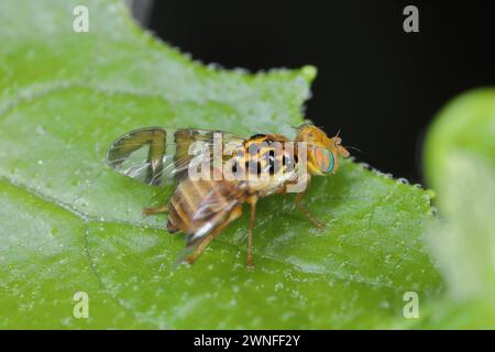 Fruit Flies (Tephritidae Stock Photo - Alamy