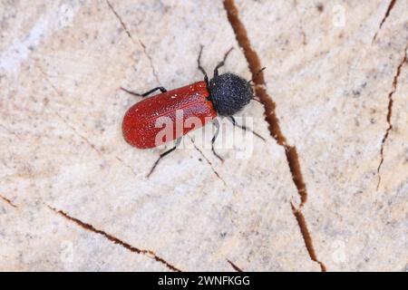 Capuchin beetle or Auger beetle, False powderpost beetle (Bostrichus ...