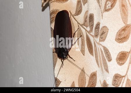 A very large Cockroach (possibly a Giant Black Cockroach - Megaloblatta ...