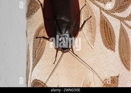 A very large Cockroach (possibly a Giant Black Cockroach - Megaloblatta ...