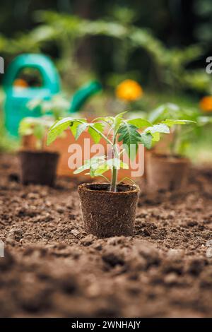 Tomato seedling ready for planting in organic garden. Planting and ...