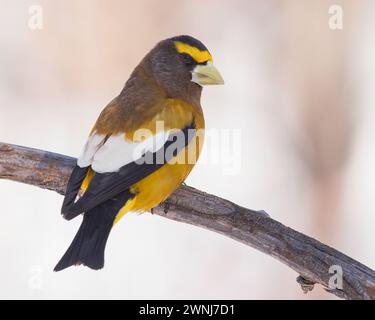 An Evening Grosbeak perches in the morning light Stock Photo - Alamy