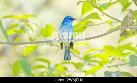 Blue bird-Pale Blue Flycatcher (Cyornis unicolor Stock Photo - Alamy