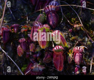 Albany pitcher plant (Cephalotus follicularis) in natural habitat ...