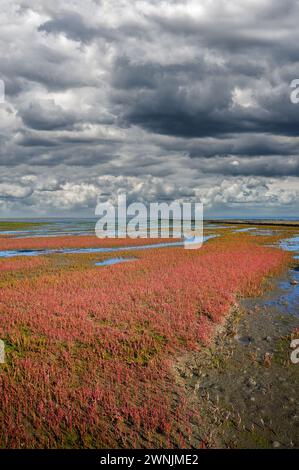 Salt meadow with glasswort (Salicornia europaea) and sea aster ...