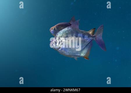 Striped Metynnis (Metynnis fasciatus) - Freshwater Fish Stock Photo - Alamy