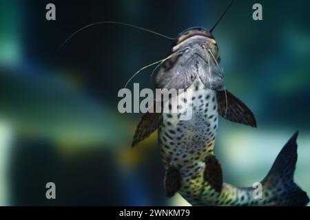 Jundiara Catfish (Pseudoplatystoma sp x Leiarius marmoratus) - Hybrid ...